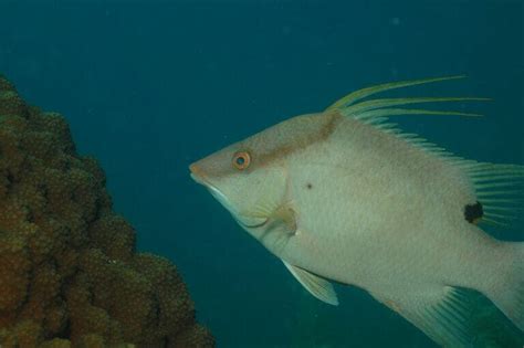 Hogfish Ocean Info