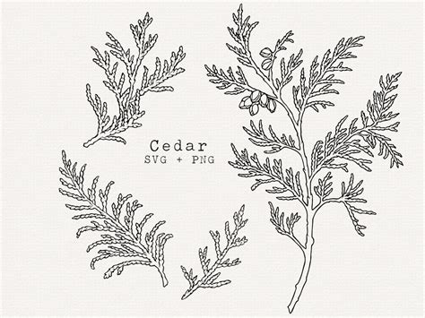 Cedar Svg Hand Drawn Cedar Tree Branch Clip Art Illustration Cedar