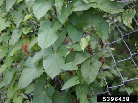 Vines And Vine Like Pacific Northwest Weeds Solvepest