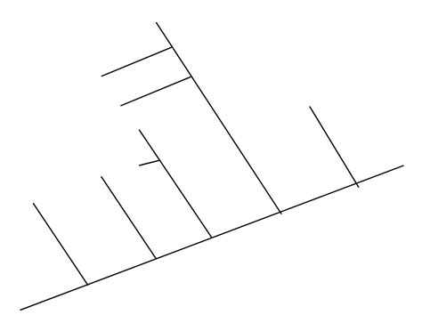 Phylogenetic Tree — Printable Worksheet