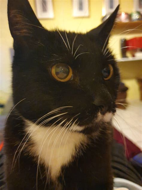 My Cat Uh Yuh Album On Imgur