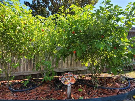 Extreme Raspberry Carolina Reaper Pepper Jelly Etsy