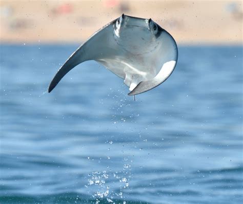 Where To Find Mobula Rays Ventana Travel Blog