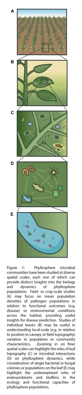 Phyllosphere Microbial Communities Have Been Studied At Diverse Spatial
