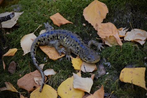 Rare Salamander