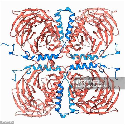 Dimer Photos And Premium High Res Pictures Getty Images