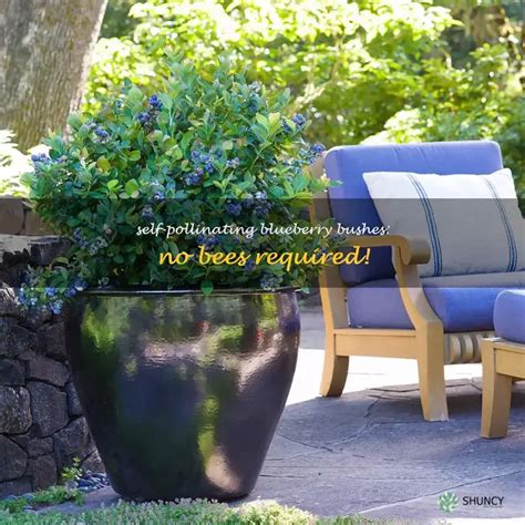 Self Pollinating Blueberry Bushes No Bees Required Shuncy