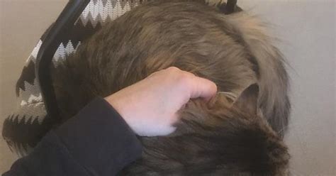 Caturday On Ikea Burvik Table Album On Imgur