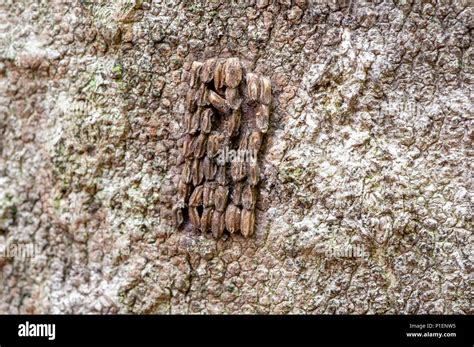 Close Up View Of Spotted Lanternfly Eggs Lycorma Delicatula On Tree
