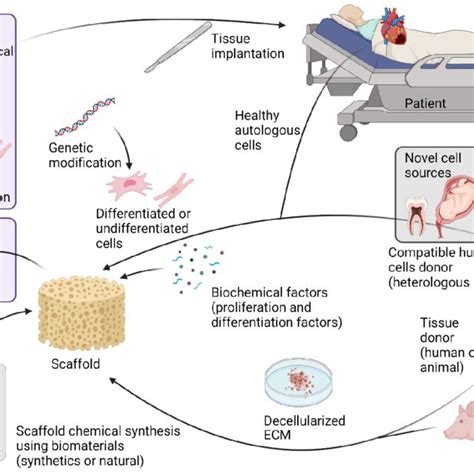Scheme Of Cardiac Tissue Engineering Development Tissue Engineering Is