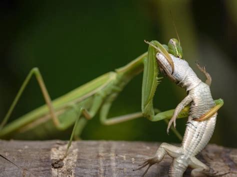 What Do Praying Mantis Eat Praying Mantis Diet Zooologist