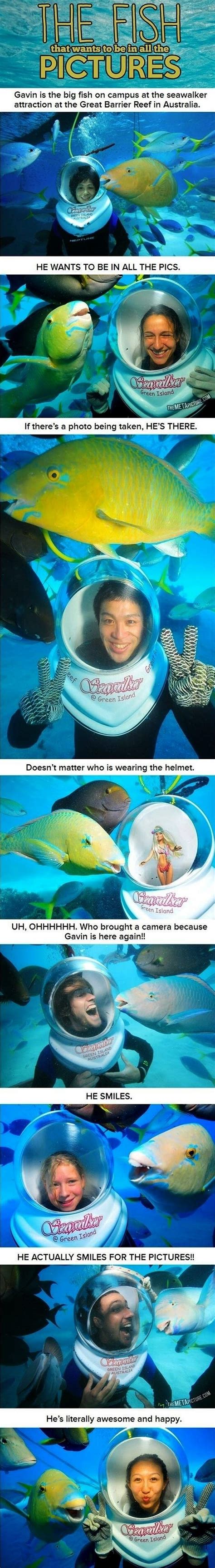 Gavin The Awesome Fish Imgur