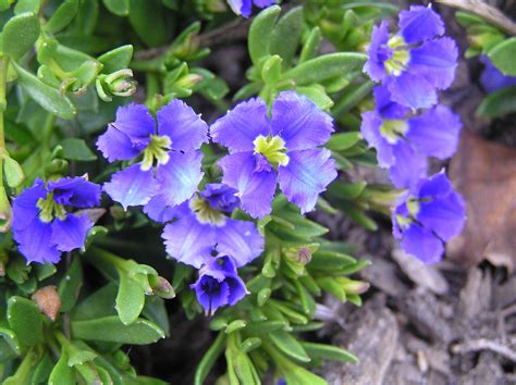 Dampiera Diversifolia Wikipedia