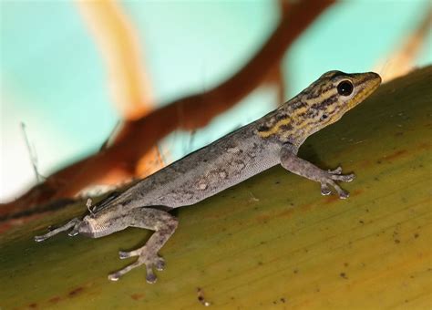 Lizards Regrow Their Tails Fleet Science Center