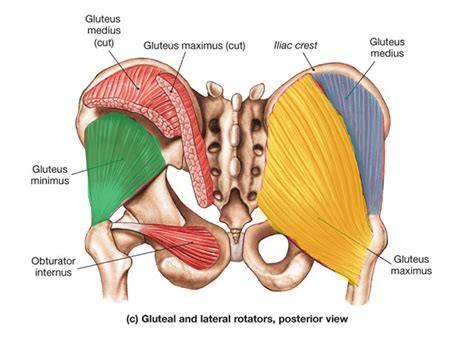 Glutes Muscles Diagram Easy Notes On Gluteal Region Learn In Just 4