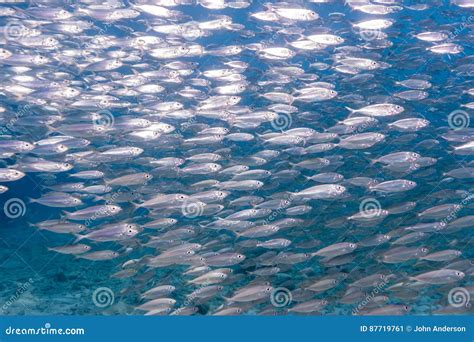 Atlantic Silverside Menidia Menidia Stock Image Image Of Silverside Bonaire 87719761