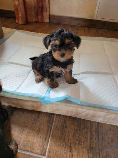 Jorkšyro Terjero Šuniukai Skelbiult