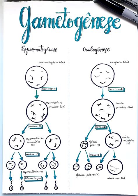 GametogÊnese Em 2025 Mapa Mental Mapa Mapas Mentais