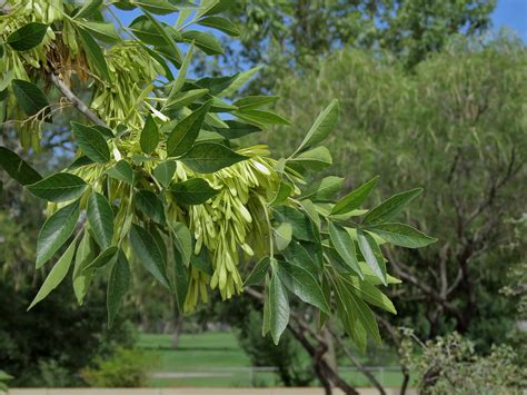 Arizona Ash Root System At Marilyn Hudgins Blog
