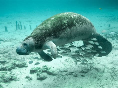 Florida Manatee Defenders Of Wildlife