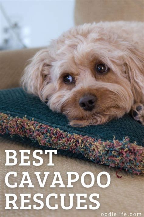 Best Cavapoo Rescues Where To Adopt A Cavapoo