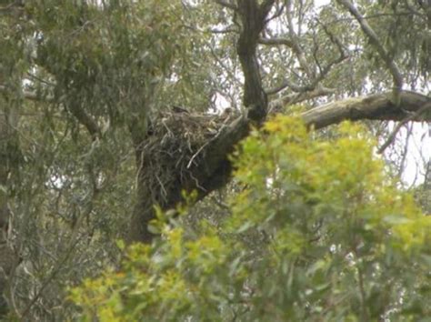 Wedge Tailed Eagles Nesting At Pinkerton Forest
