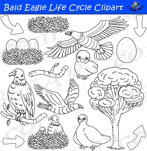 Bald Eagle Life Cycle Clipart Set Clipart 4 School