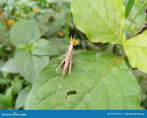 Grasshopper Sitting On A Leaf Stock Image Image Of Food Invertebrate