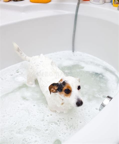Cane Che Prende Un Bagno In Una Vasca Immagine Stock Immagine Di