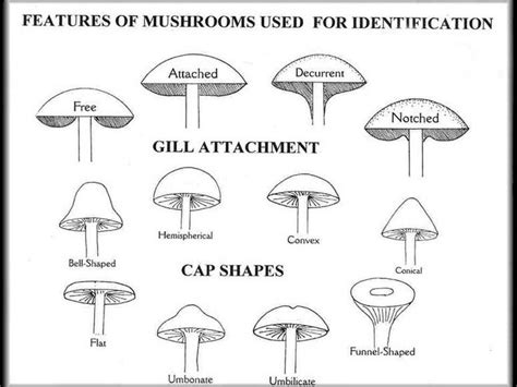 Mushroom Types Chart