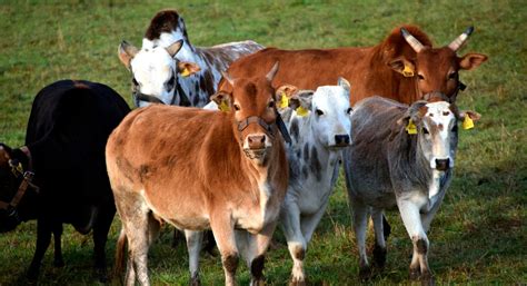 Métodos De Conservación De La Carne Bm Editores