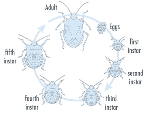 Stink Bug Life Cycle