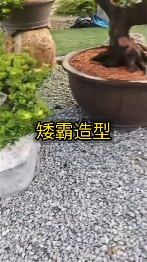 养得活是基本，养得好才是功夫 💪盆栽人 今天它又长新芽了马来西亚金钻罗汉松基地台湾进口罗汉松庭院設計 盆栽人 Bonsai Ren Facebook