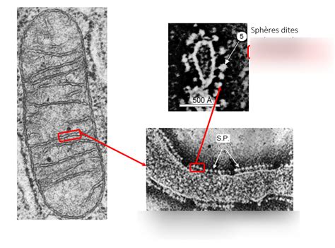 Dia 21 Mitochondrie Microscope Diagram Quizlet