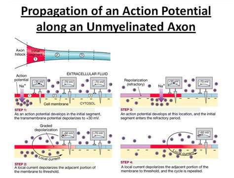 Action Potential Axon