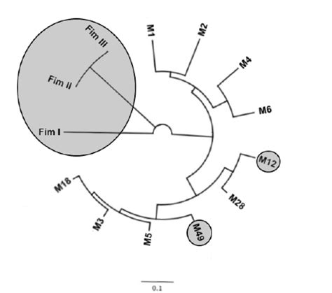 Phylogeny Of The Streptococcus Pili Regions The Phylogenetic Tree Of Download Scientific