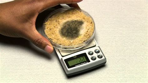 How To Stop Mold From Growing Bread At Evelyn Mcelroy Blog