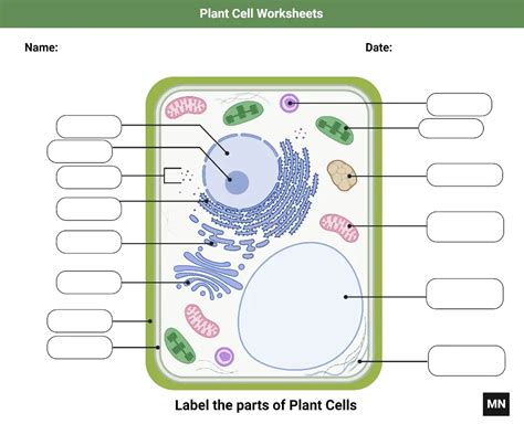 Plant Cell Structure Definition Diagram Organelles Biology Notes