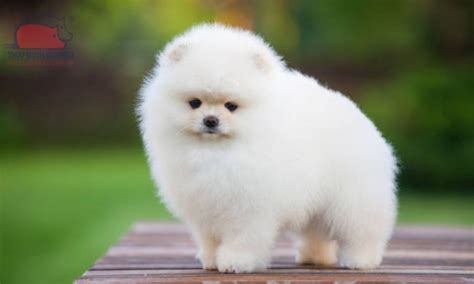 Phốc Sóc Mini Giá Bao Nhiêu Tìm Hiểu A Z Về Giống Chó Phốc Sóc