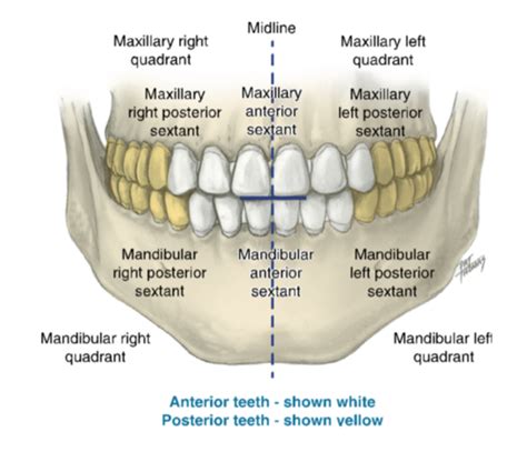 Anterior Posterior Teeth And Function