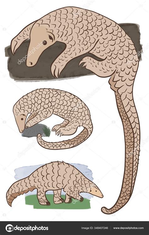 Pangolin Scaly Anteater Scales Covered Mammal Tropical Areas Africa