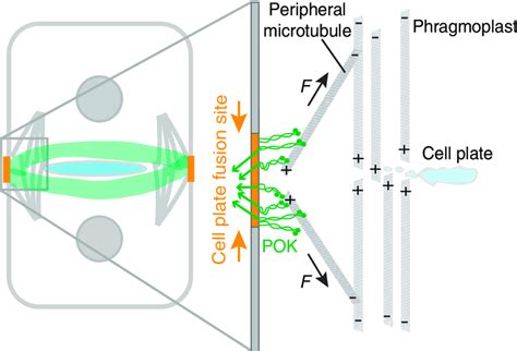 Proposed Model For Phragmoplast Guidance Pok Motors Green Localized