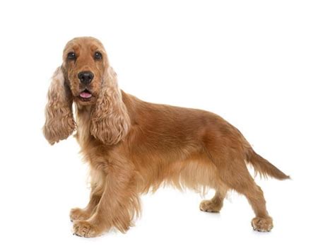 Hermosa Perrita Cocker Busca Novio Comprá En San Juan