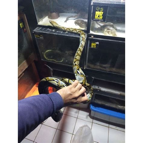Jual Ular Python Retic Satu Meter Lebih Galak Shopee Indonesia