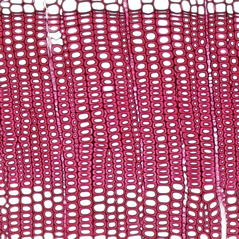 Researchers Discover Key To Epithelial Cell Growth Tech And Science Post