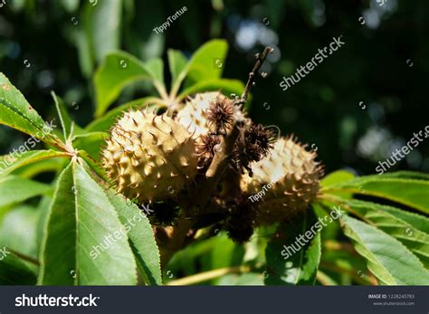 Ohio Buckeye Trees Fruit Aka Nut Foto De Stock 1228240783 Shutterstock