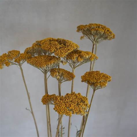 Natural Dried Yarrow Flowers Yellow Floral Decor Etsy