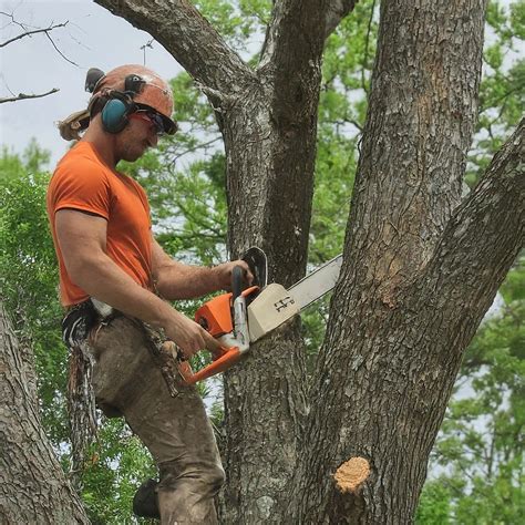 Tree Cutting And Removal ⋆ Searcy Tree Service