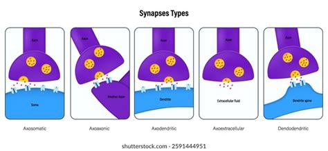 76 Thousand Presynaptic Neuron Terminal Postsynaptic Neuron Royalty