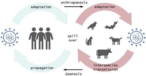 Transmission Pathways Between Humans And Animals Image Created In
